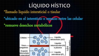SISTEMA LINFOIDE. ANATOMIA HUMANA | PPTX