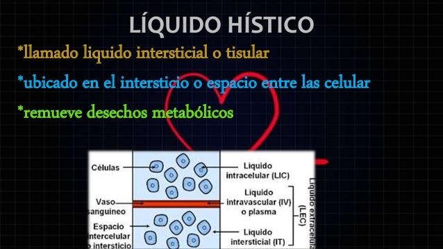 SISTEMA LINFOIDE. ANATOMIA HUMANA