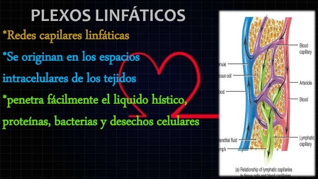 Que Son Los Plexos Linfáticos | Que Son Los Nódulos Linfáticos – SOBIWF