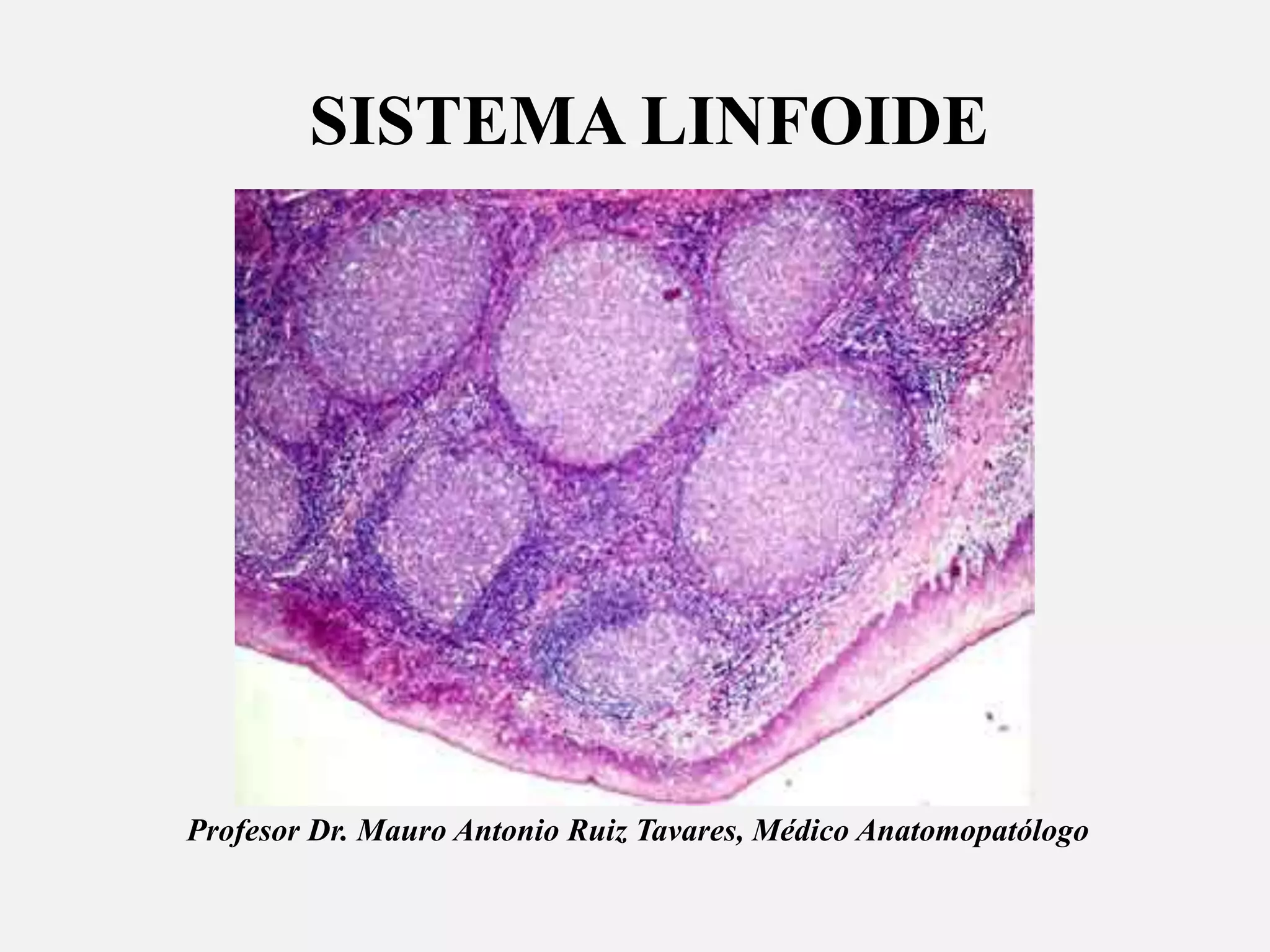 Sistema linfoide | PPT