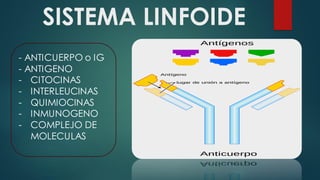 Sistema linfoide: anticuerpos, antígenos y citocinas | PPT