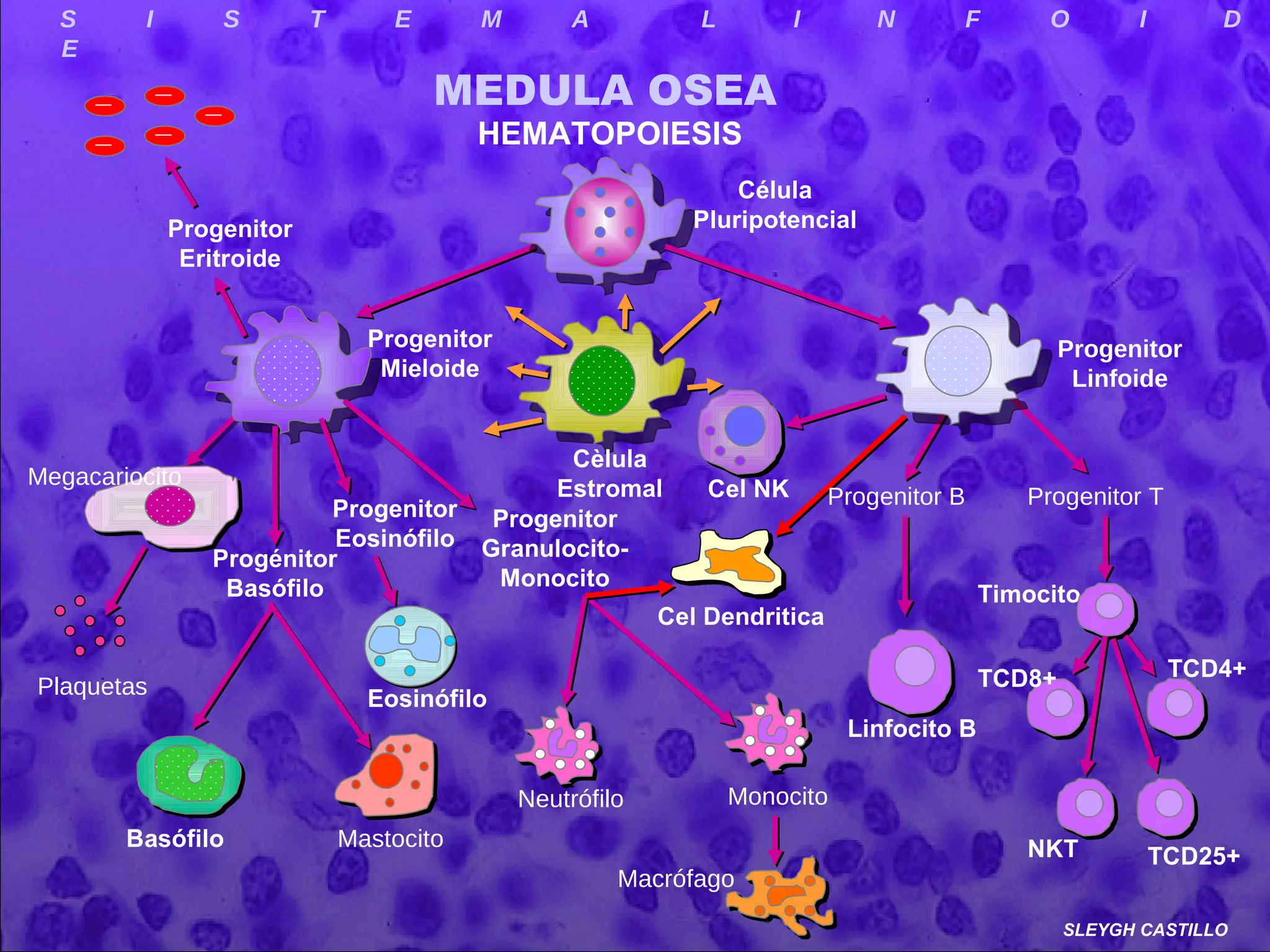 Sistema Linfoide Ucv 2006 | PPT | Blood Disorders | Diseases and Conditions