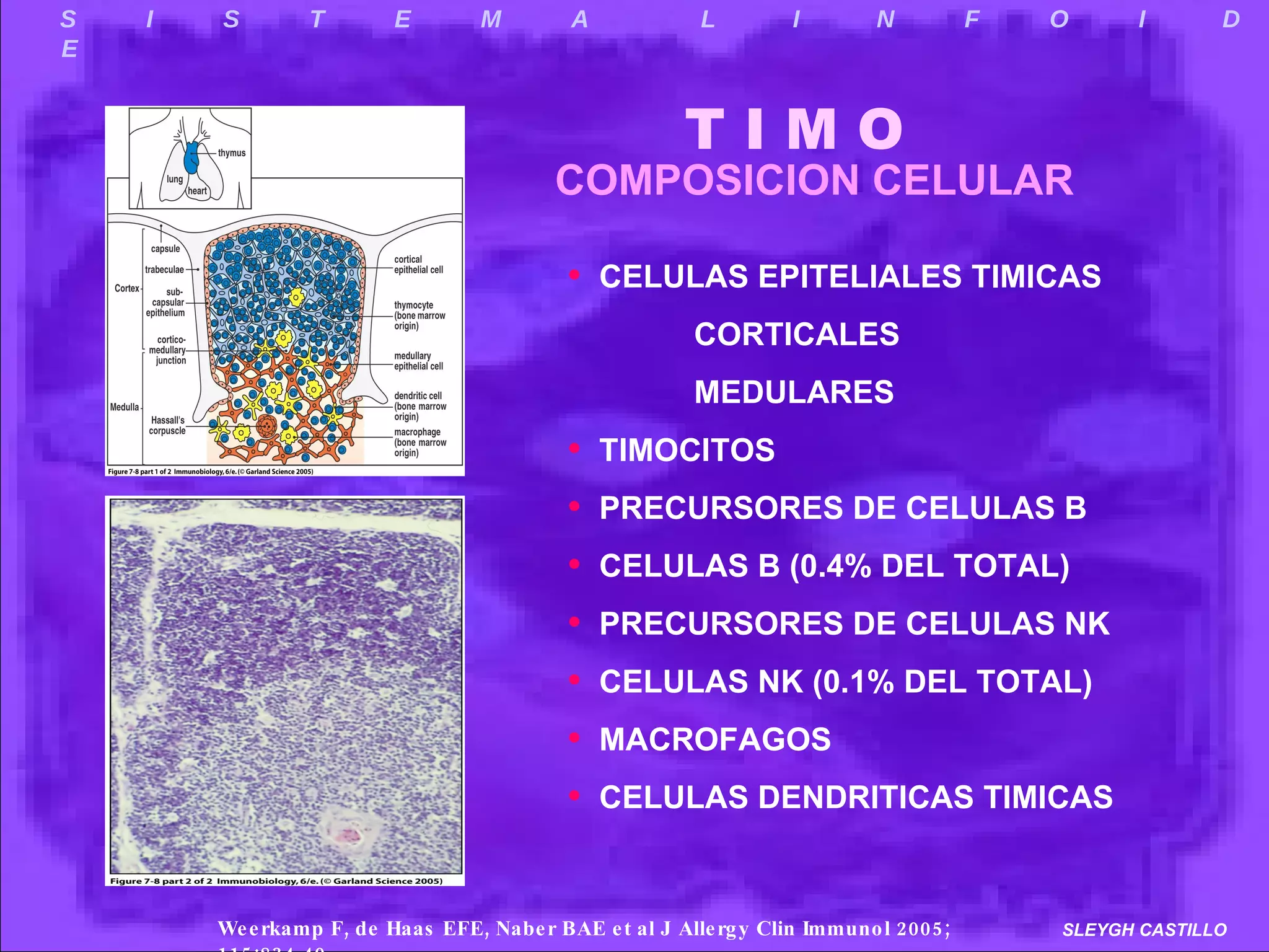Sistema Linfoide Ucv 2006 | PPT | Blood Disorders | Diseases and Conditions