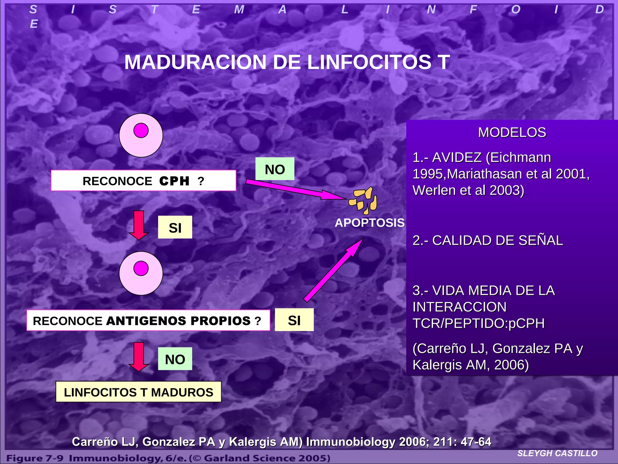 Sistema Linfoide Ucv 2006 | PPT | Blood Disorders | Diseases and Conditions