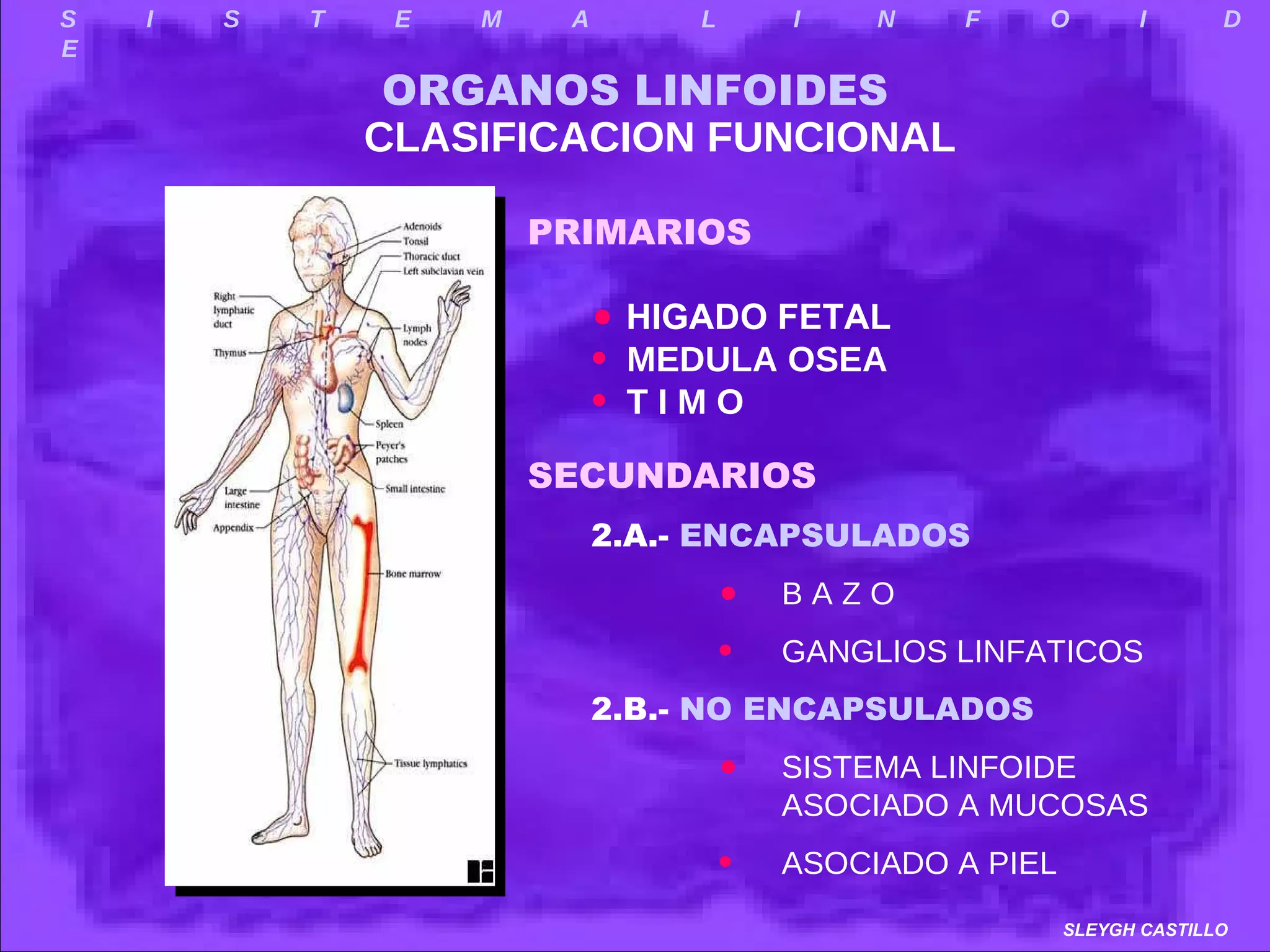 Sistema Linfoide Ucv 2006 | PPT | Blood Disorders | Diseases and Conditions