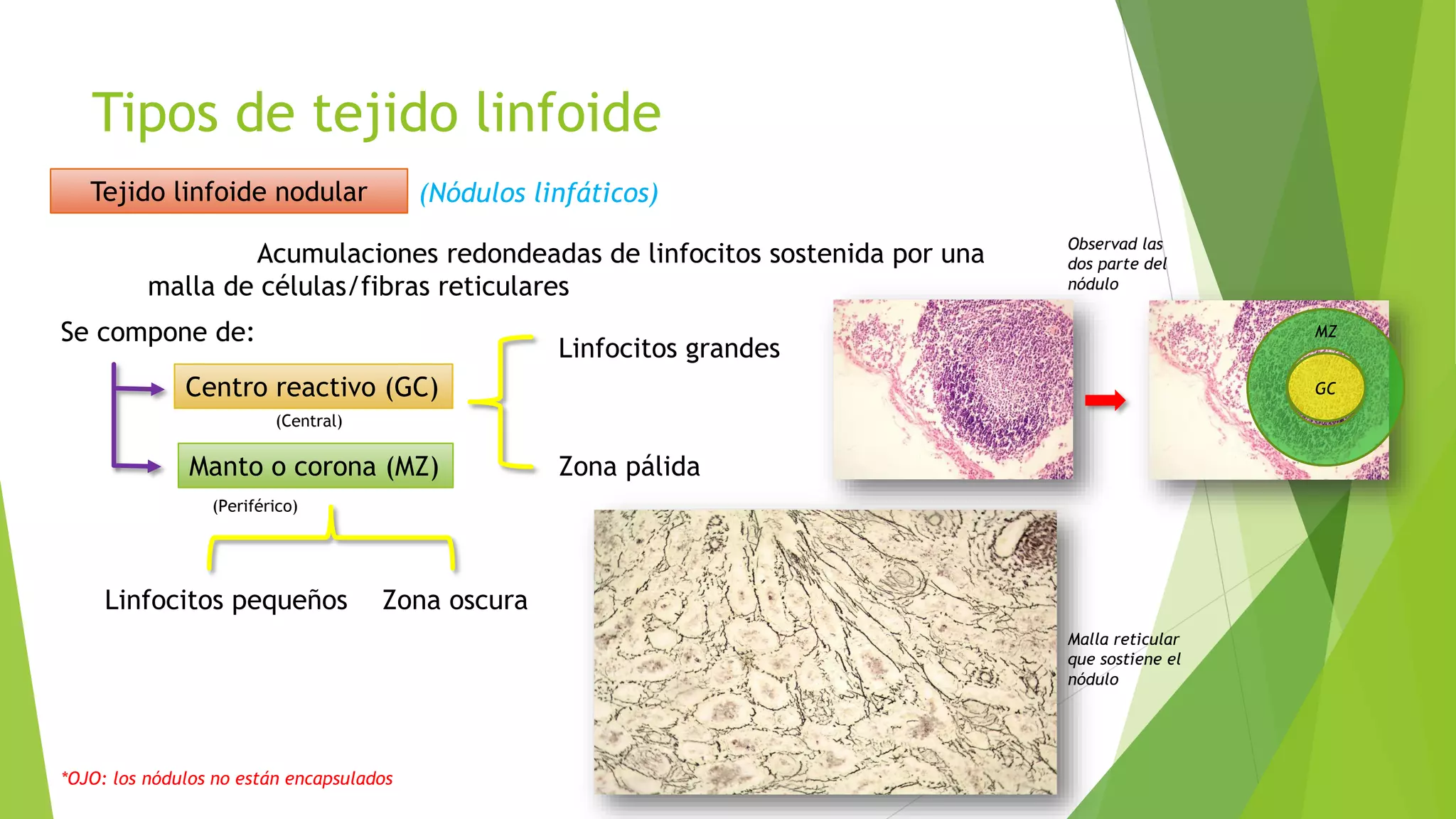 Sistema linfoide definitivo | PPT