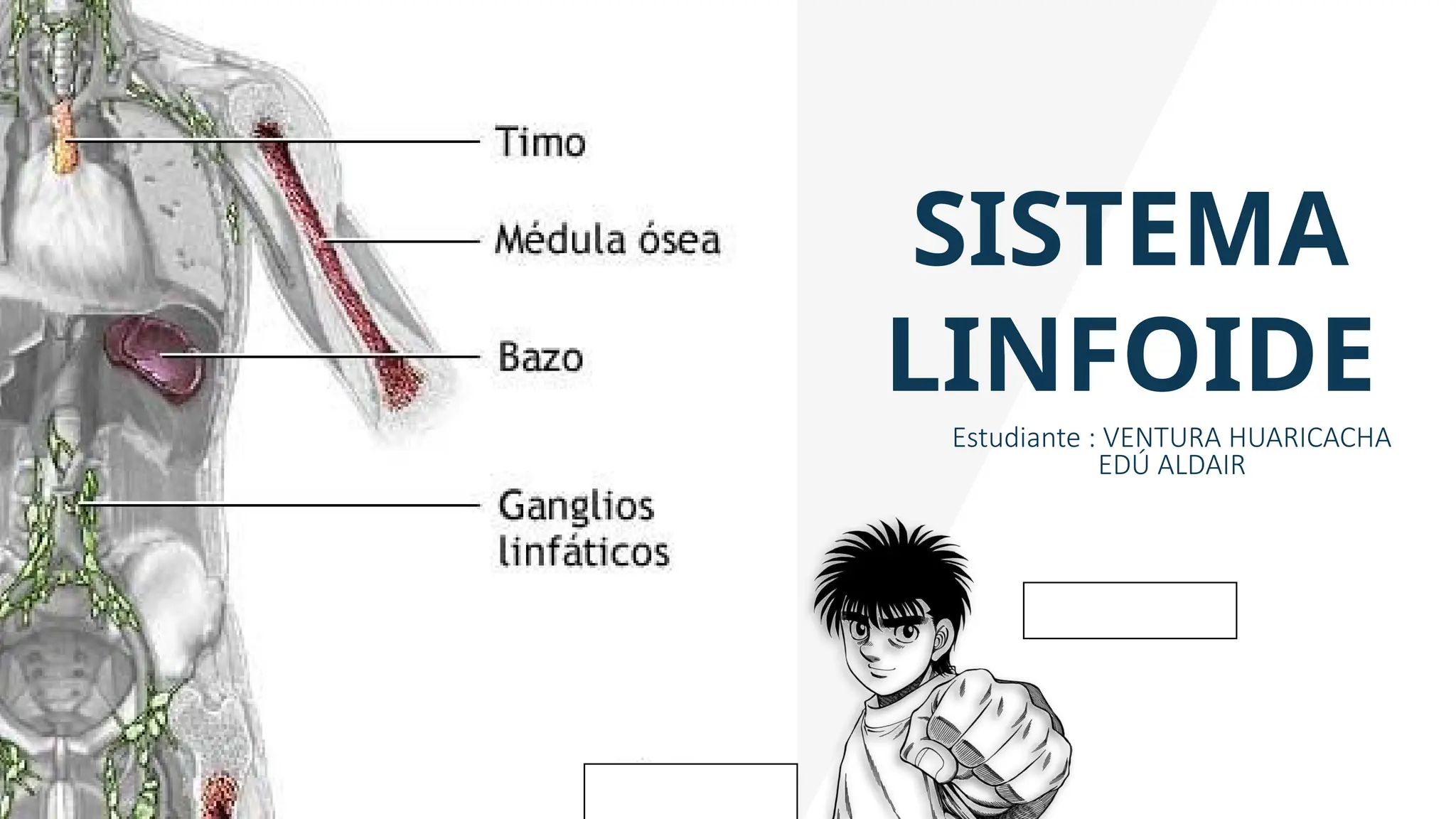 sistema linfoide ya terminado.Pptx, explicado de manera didáctica | PPTX
