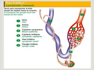 Sistema linfático | PPTX