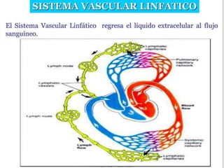 Sistema linfático | PPTX