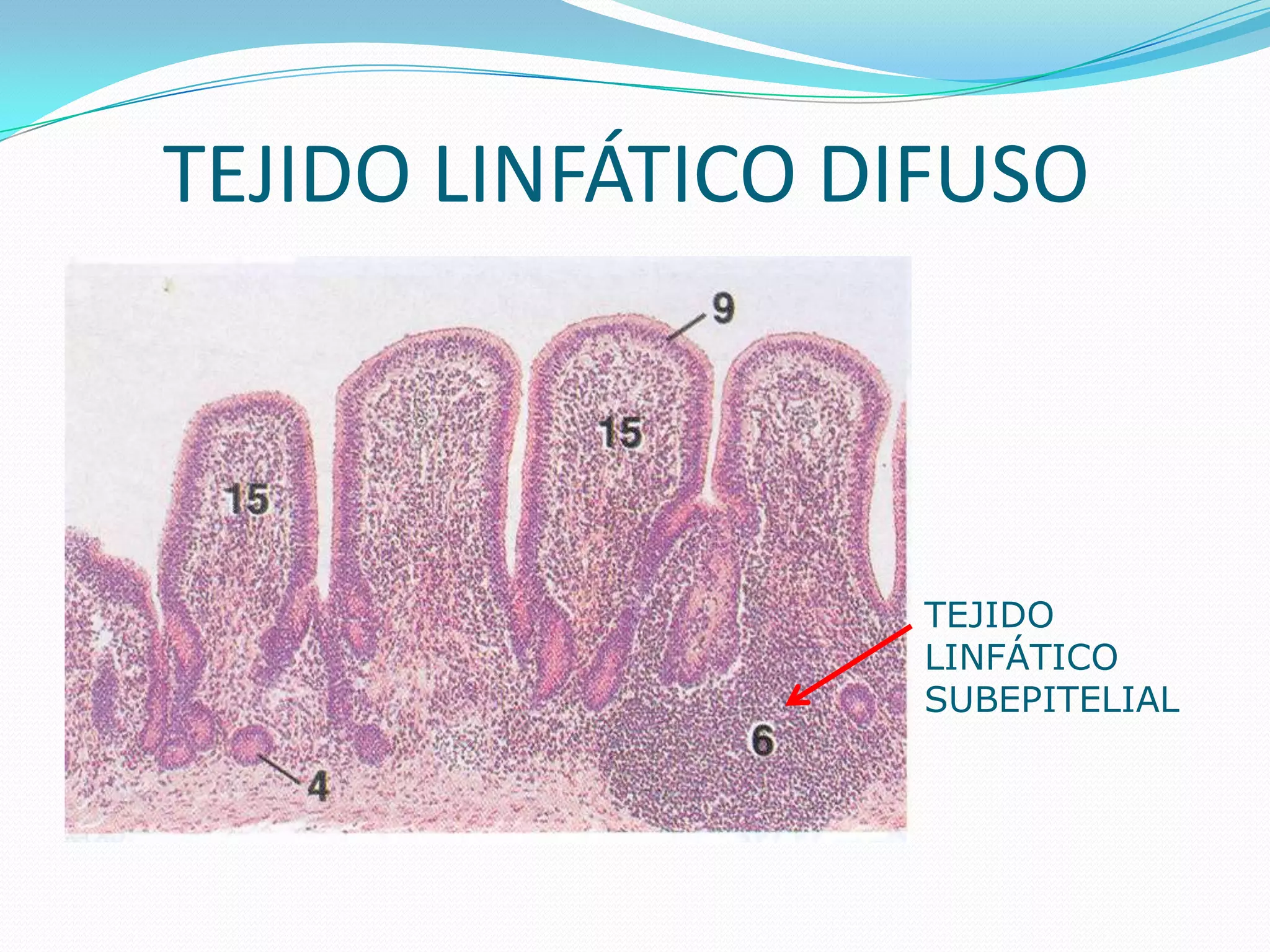 Histologia del Sistema linfático