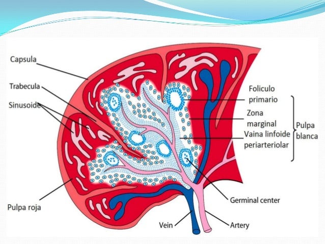 Histologia del Sistema linfático