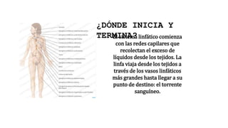 sistema linfático partes y funciones resumen | PPTX