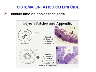 Sistema Linfático_linfoide tudo que você deseja saber.ppt