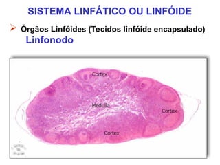 Sistema Linfático_linfoide tudo que você deseja saber.ppt
