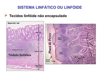 Sistema Linfático_linfoide tudo que você deseja saber.ppt