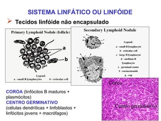 Sistema Linfático_linfoide tudo que você deseja saber.ppt
