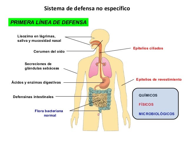 Sistema linfático y defensas del cuerpo