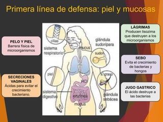 Sistema linfático y la inmunidad | PPTX