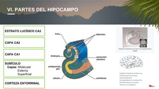 SISTEMA LÍMBICO - NEUROCIENCIAS PPT.pptx