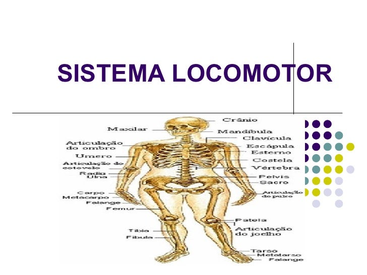 Conociendo El Sistema Locomotor Humano El Aparato Locomotor