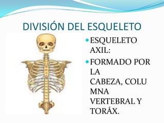 Sistema locomotor | PPTX