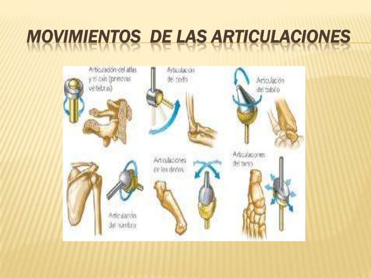 32 Anlisis De Los Movimientos Sistema Locomotor
