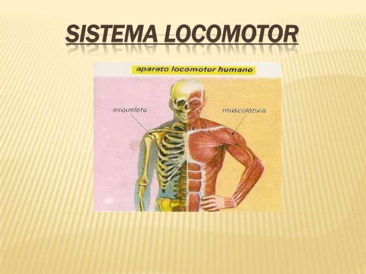 Cmo Funciona El Sistema Locomotor Sistema Locomotor