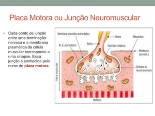 Sistema locomotor | PPTX