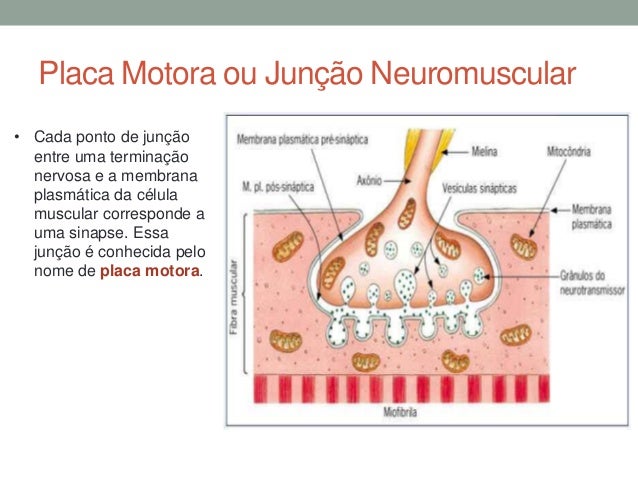 Sistema locomotor