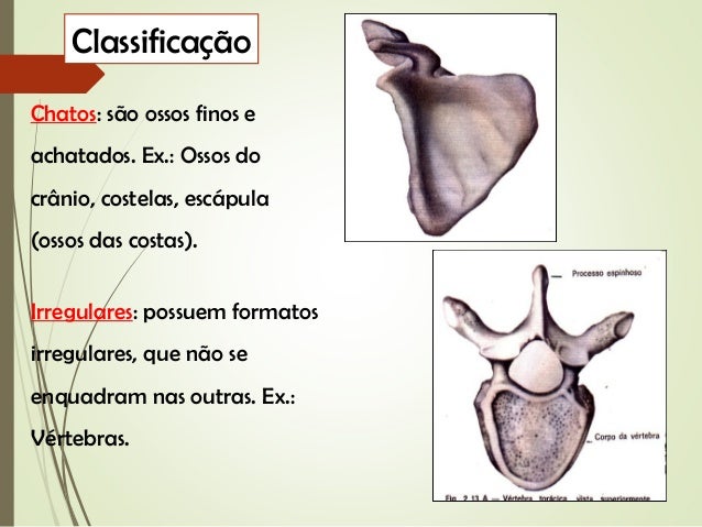Sistema locomotor