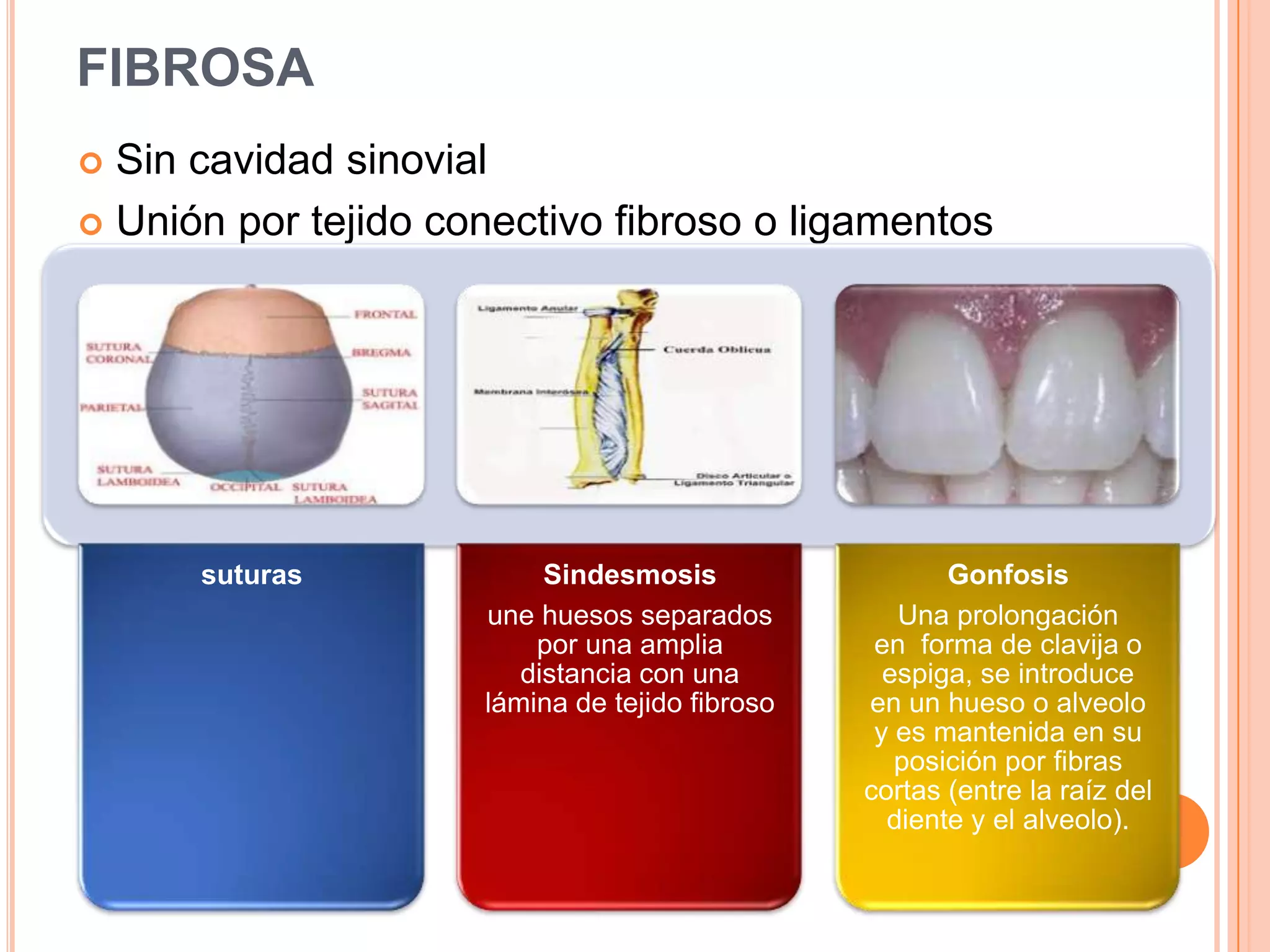 Sistema locomotor huesos | PPT