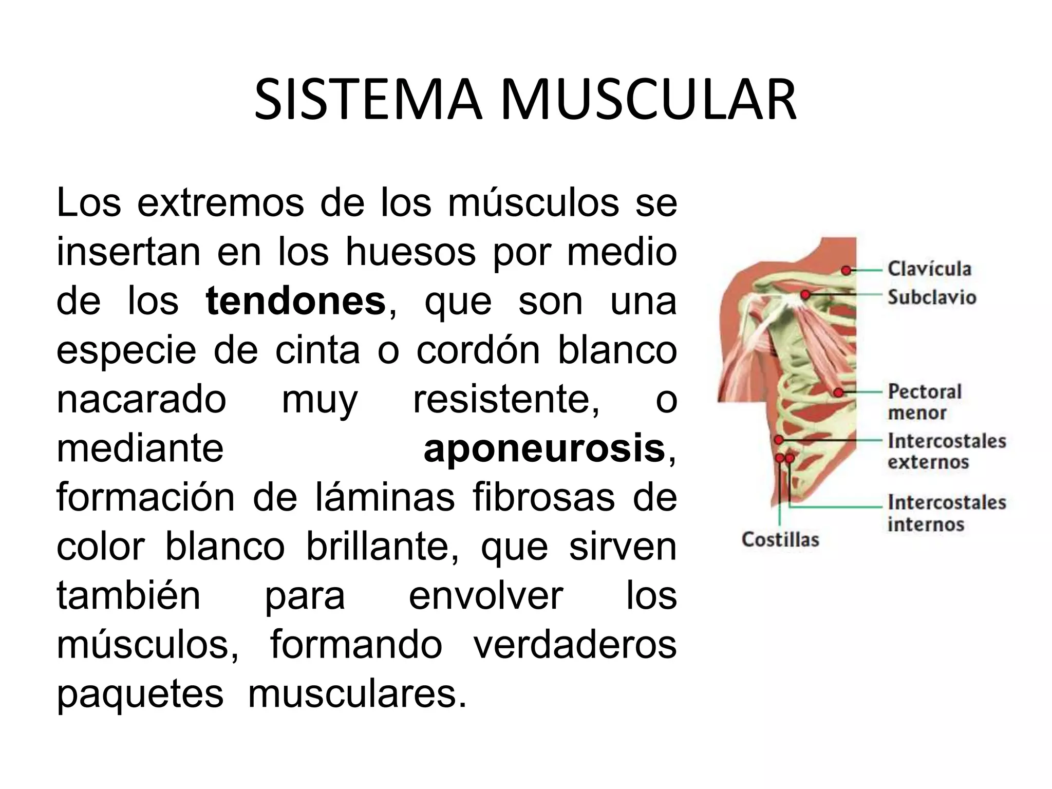 Sistema locomotor humano | PPT