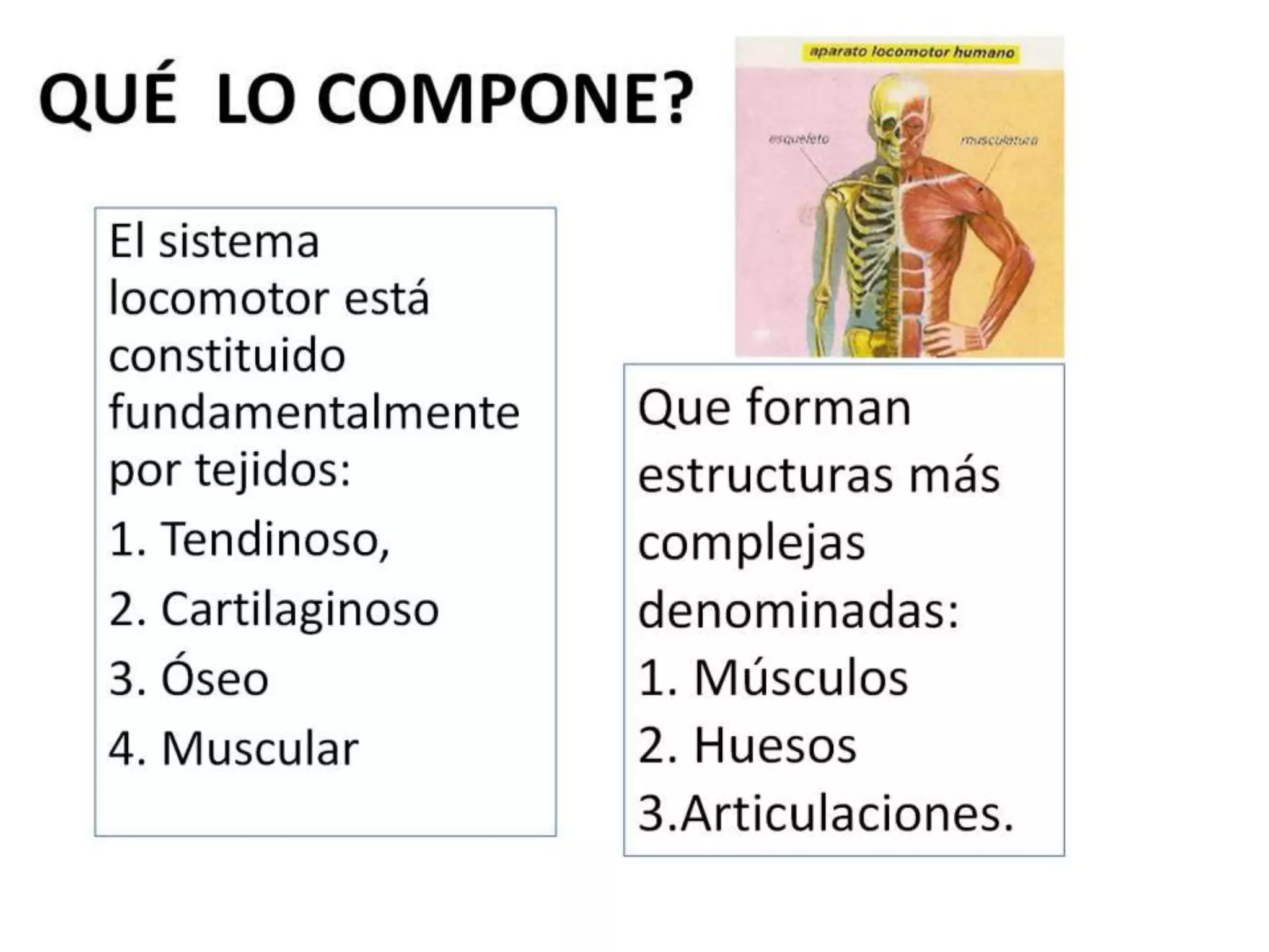 Sistema locomotor humano | PPT