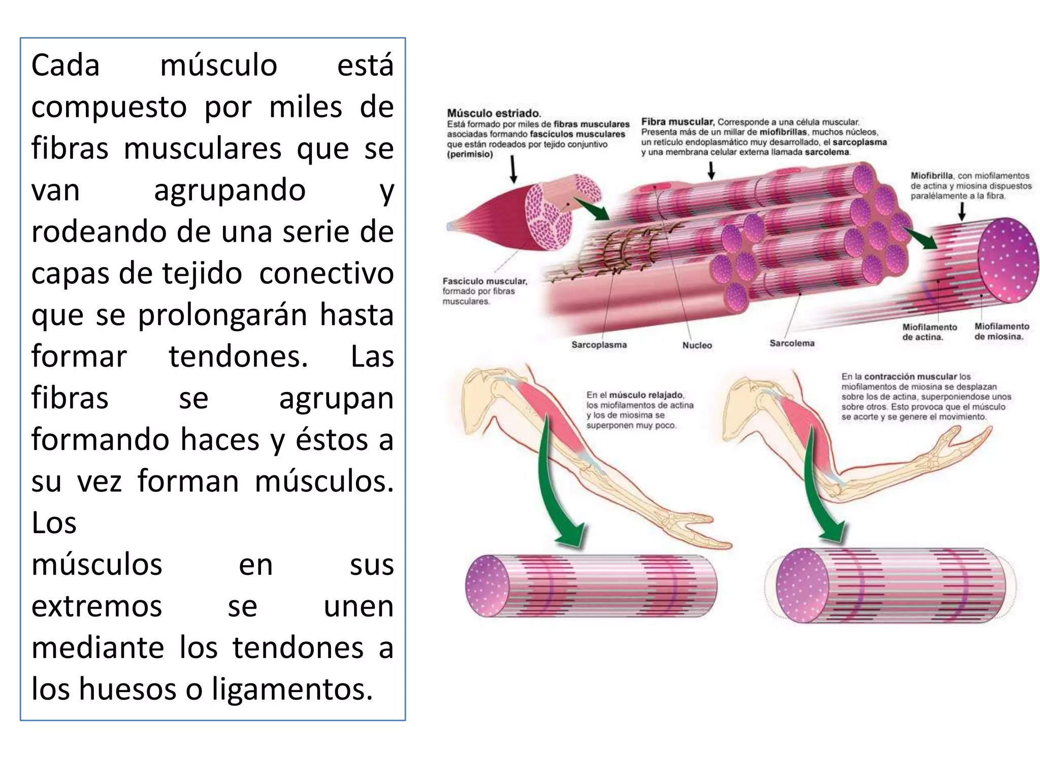 Sistema locomotor humano | PPT