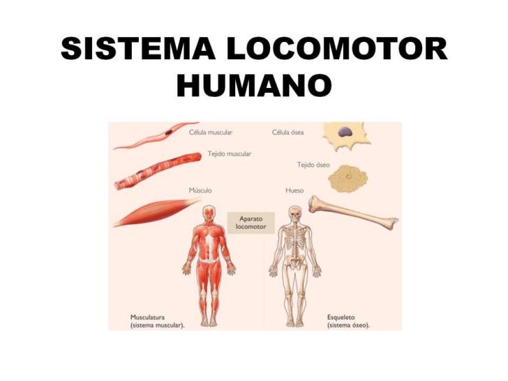 Cmo Funciona El Sistema Locomotor Sistema Locomotor Sistema Locomotor