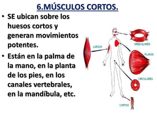 Sistema locomotor muscular | PPTX