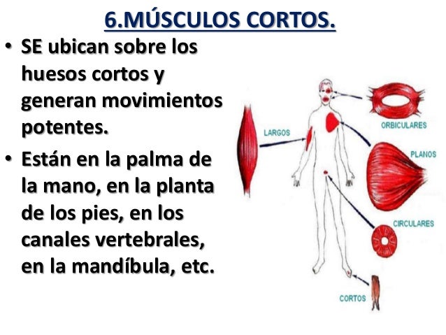 Sistema locomotor muscular