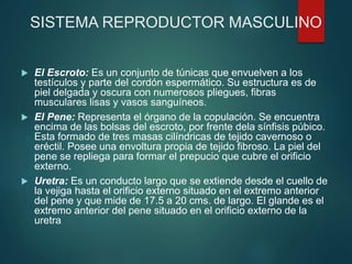 Sistema masculino y femenino | PPTX