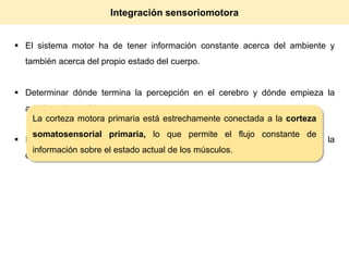 Sistema motor | PPTX
