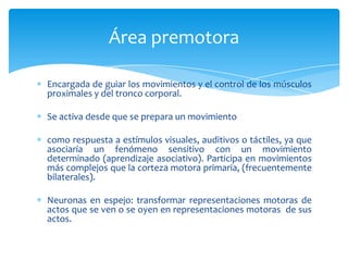 Sistema motor | PPTX