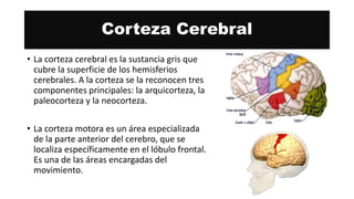 Sistema Motor- Bases Biológicas.ppt