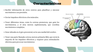 Sistema motor, fisiologia y anatomia.... | PDF