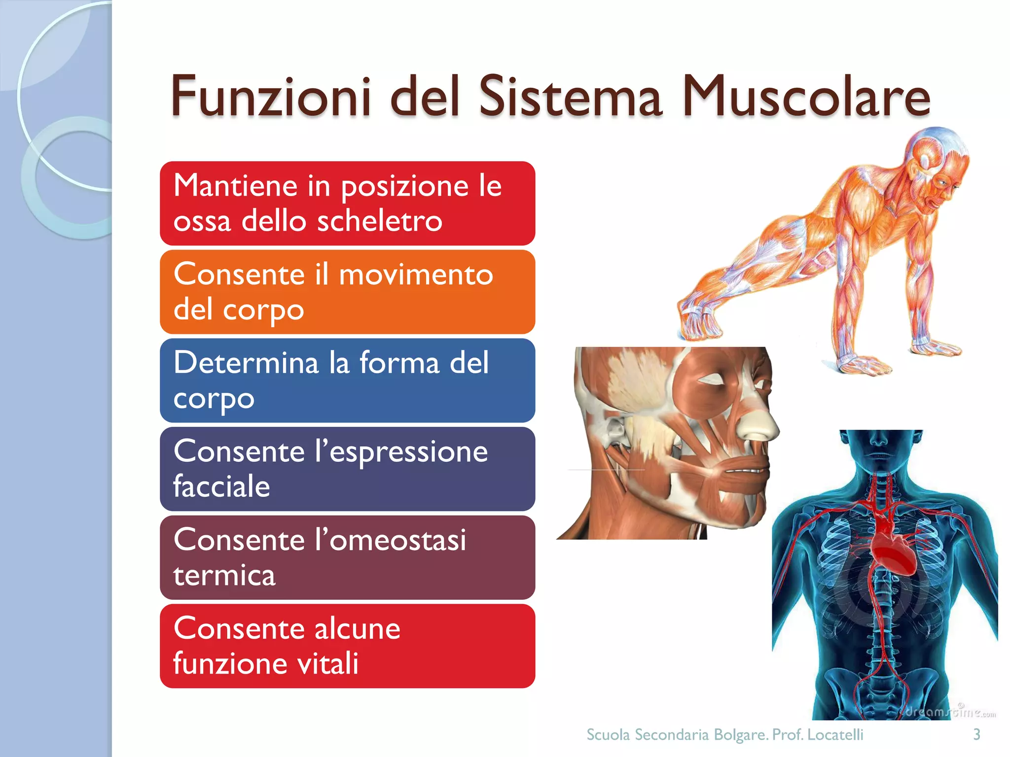 Sistema muscolare | PDF