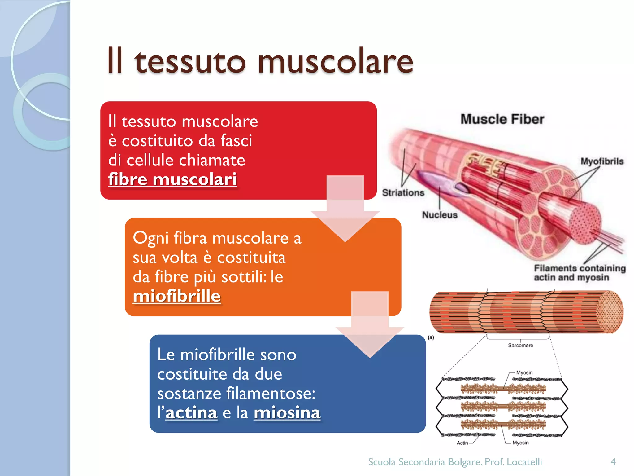 Sistema muscolare | PDF