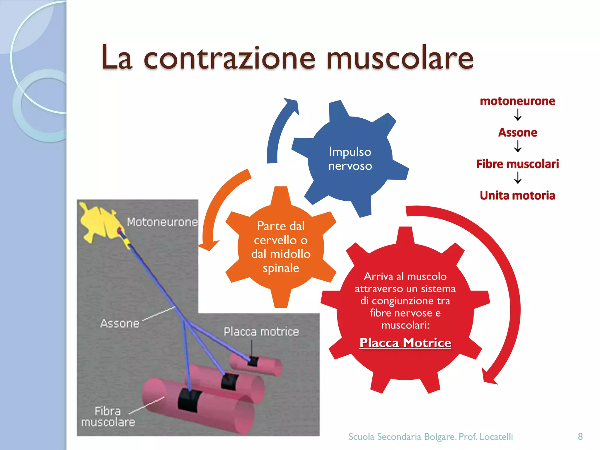 Sistema muscolare | PDF