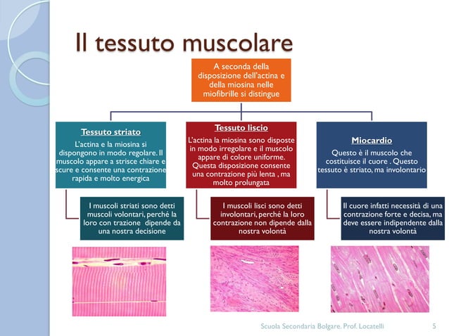 Sistema muscolare | PDF | Chemistry | Science