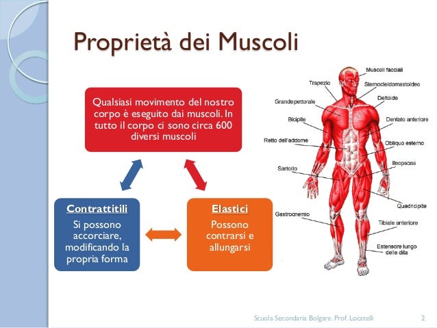 Sistema muscolare