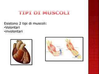 Sistema muscolare (Amelie) | PPTX | Bodybuilding | Sports