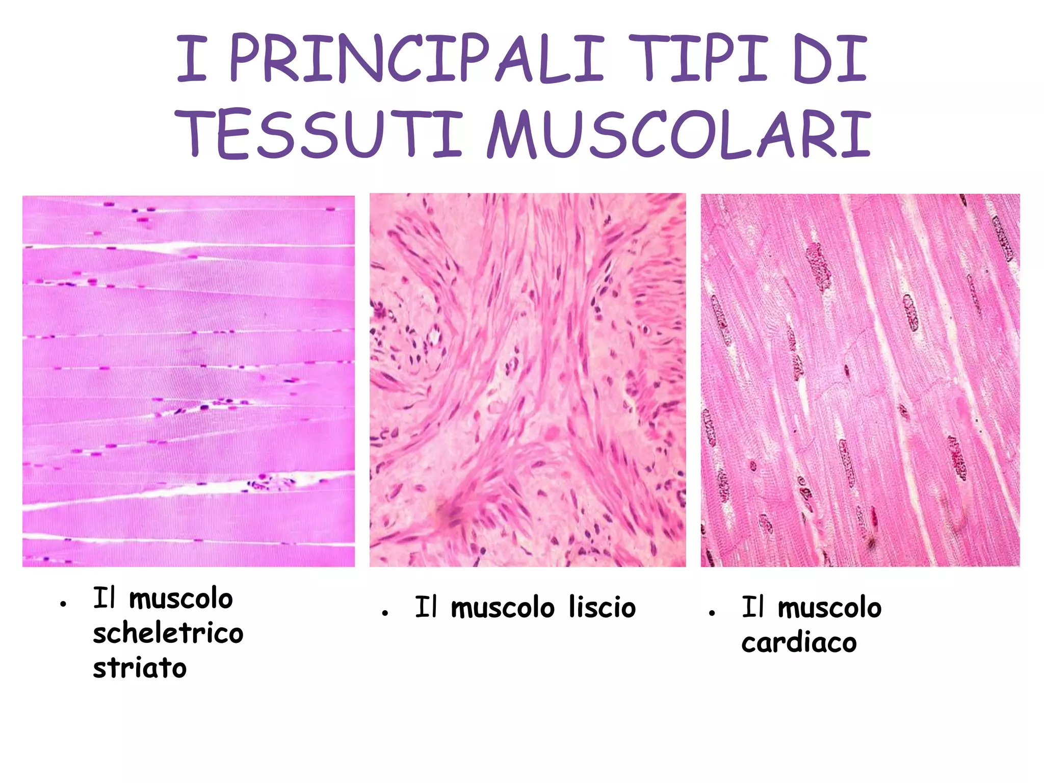 Sistema muscolare | PPTX