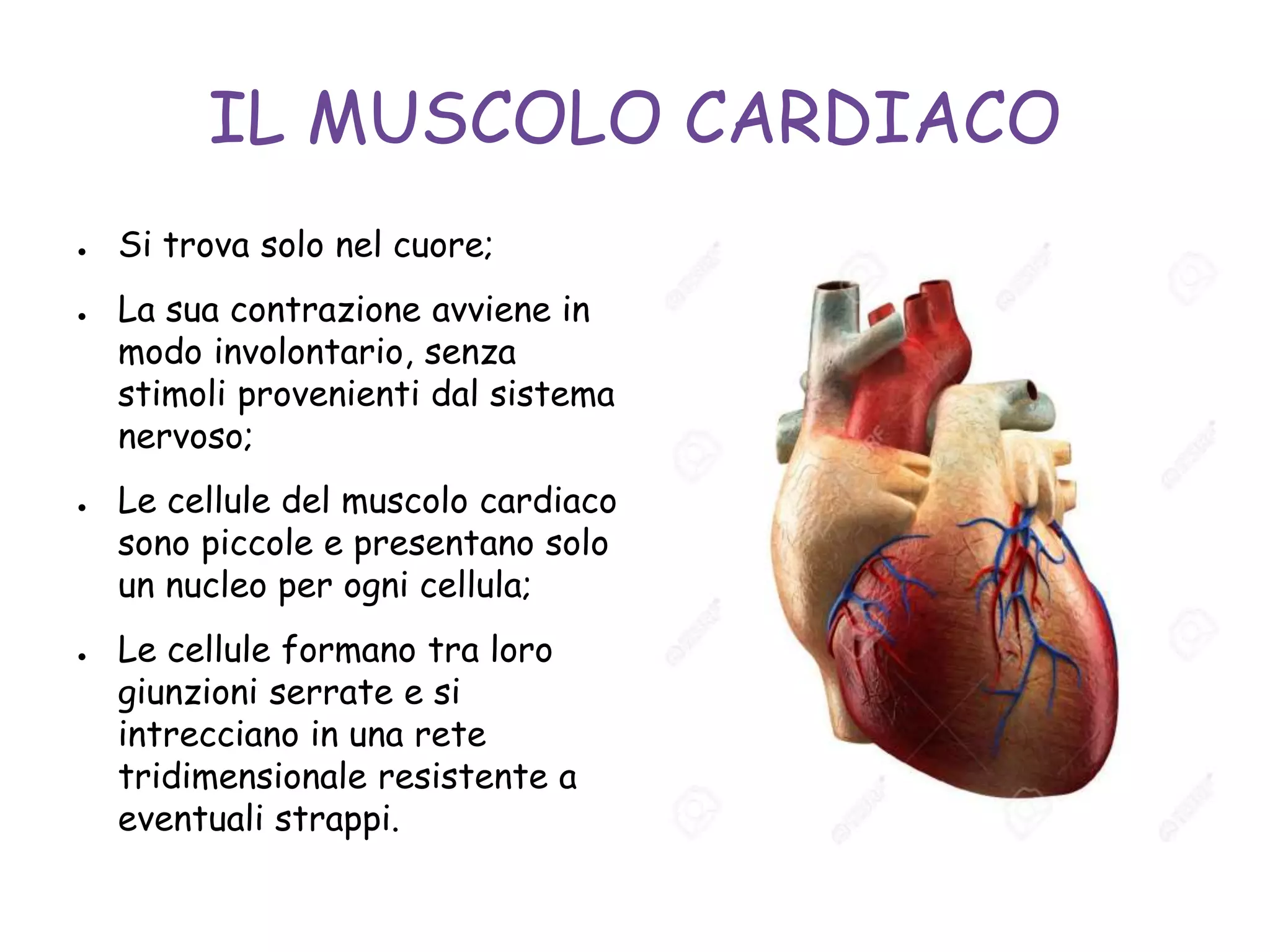Sistema muscolare | PPTX